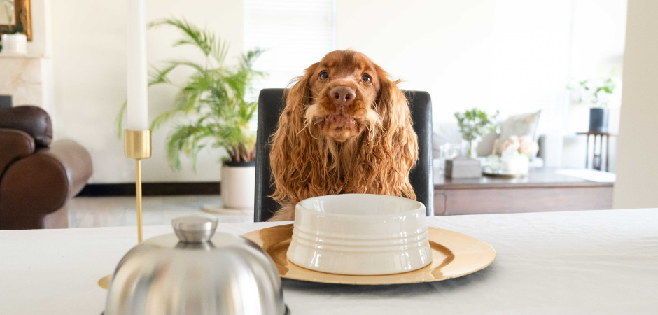 Our Blog - Bark and Learn – Emperor Premium Dog Food